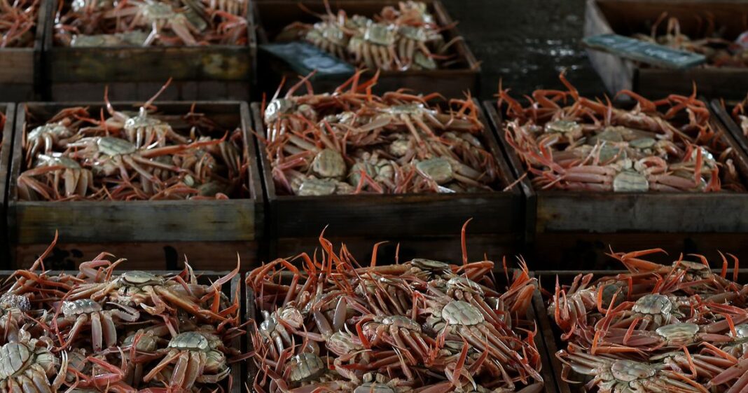 Alaskan Snow Crab Season Canceled After 90% Of Population Disappears ...