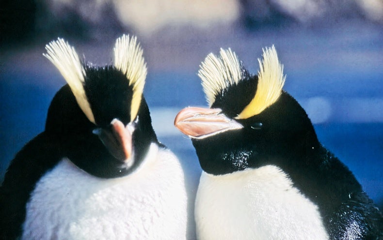 These Punk Rock Penguins Have a Bizarre Breeding Strategy | The Daily Post